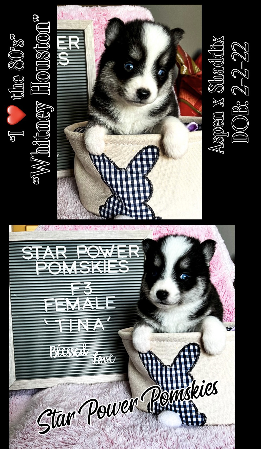 Star Power Pomskies - Pomsky Owners Association