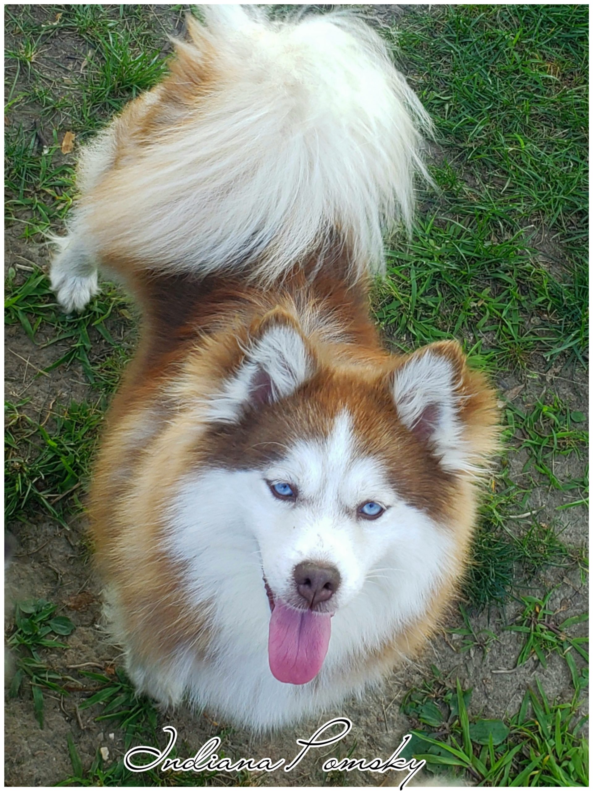 KP Pomskies - Pomsky Owners Association Member
