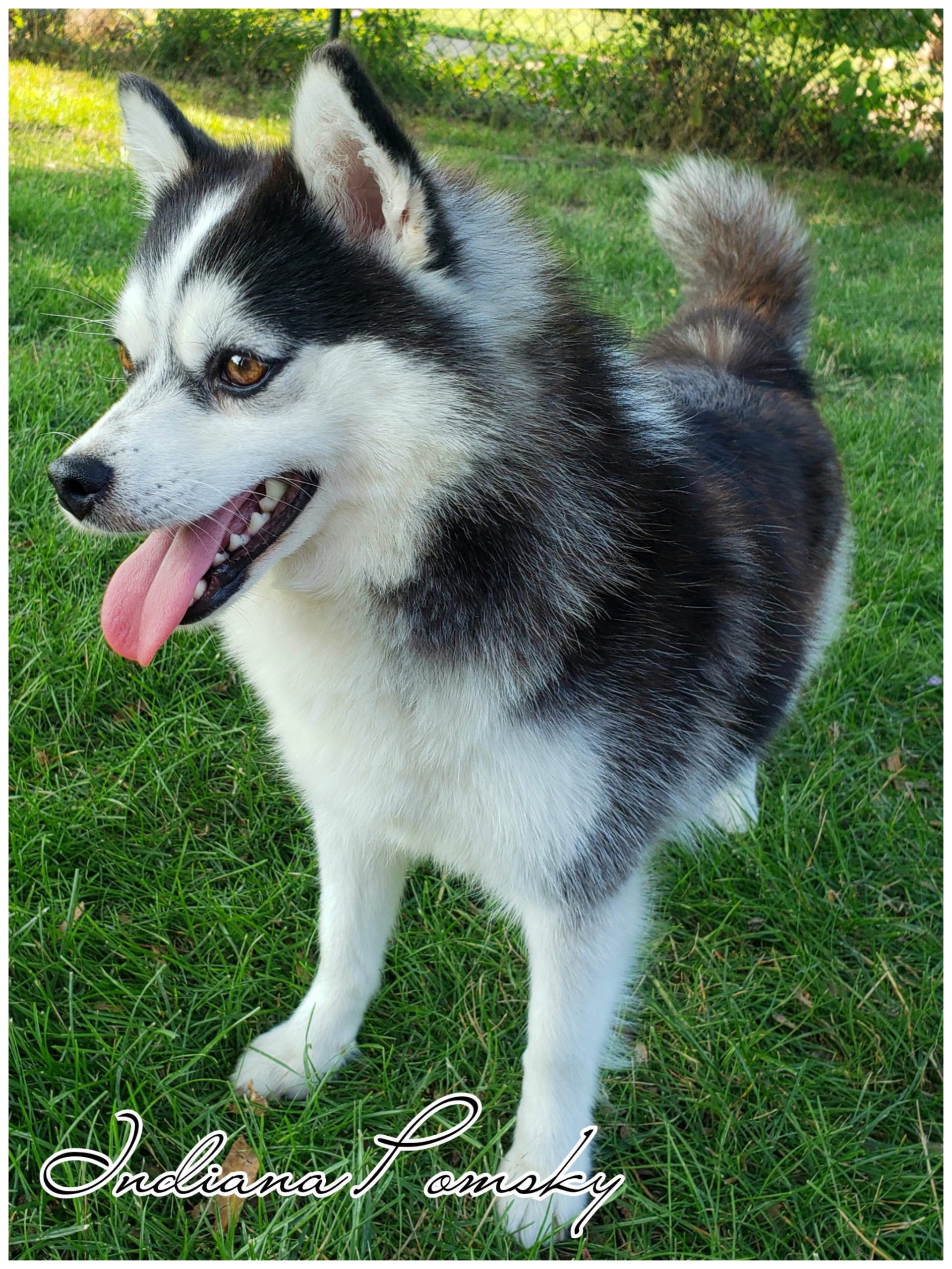 KP Pomskies - Pomsky Owners Association Member