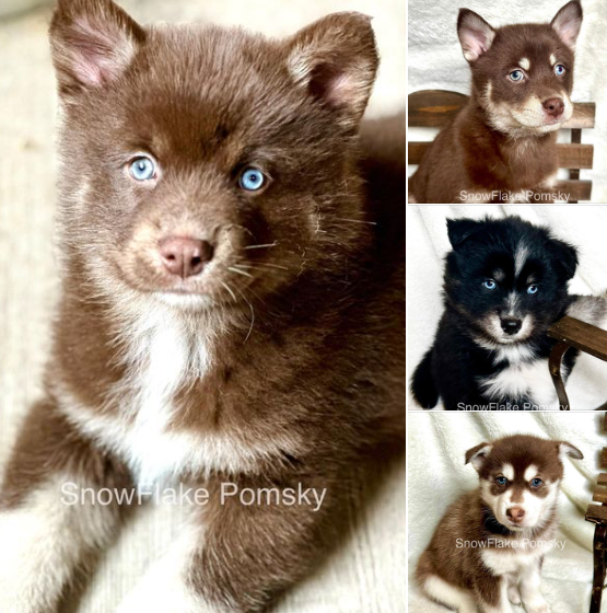 Available Pomskies from Island Pomsky/SnowFlake Pomsky - Pomsky Owners ...