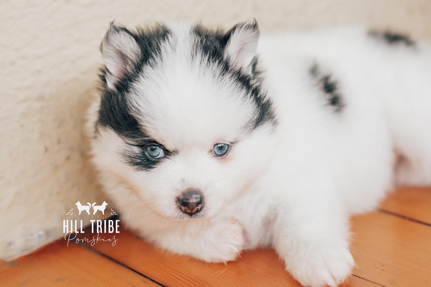 Available Pomskies from Hill Tribe Pomskies - Pomsky Owners Association