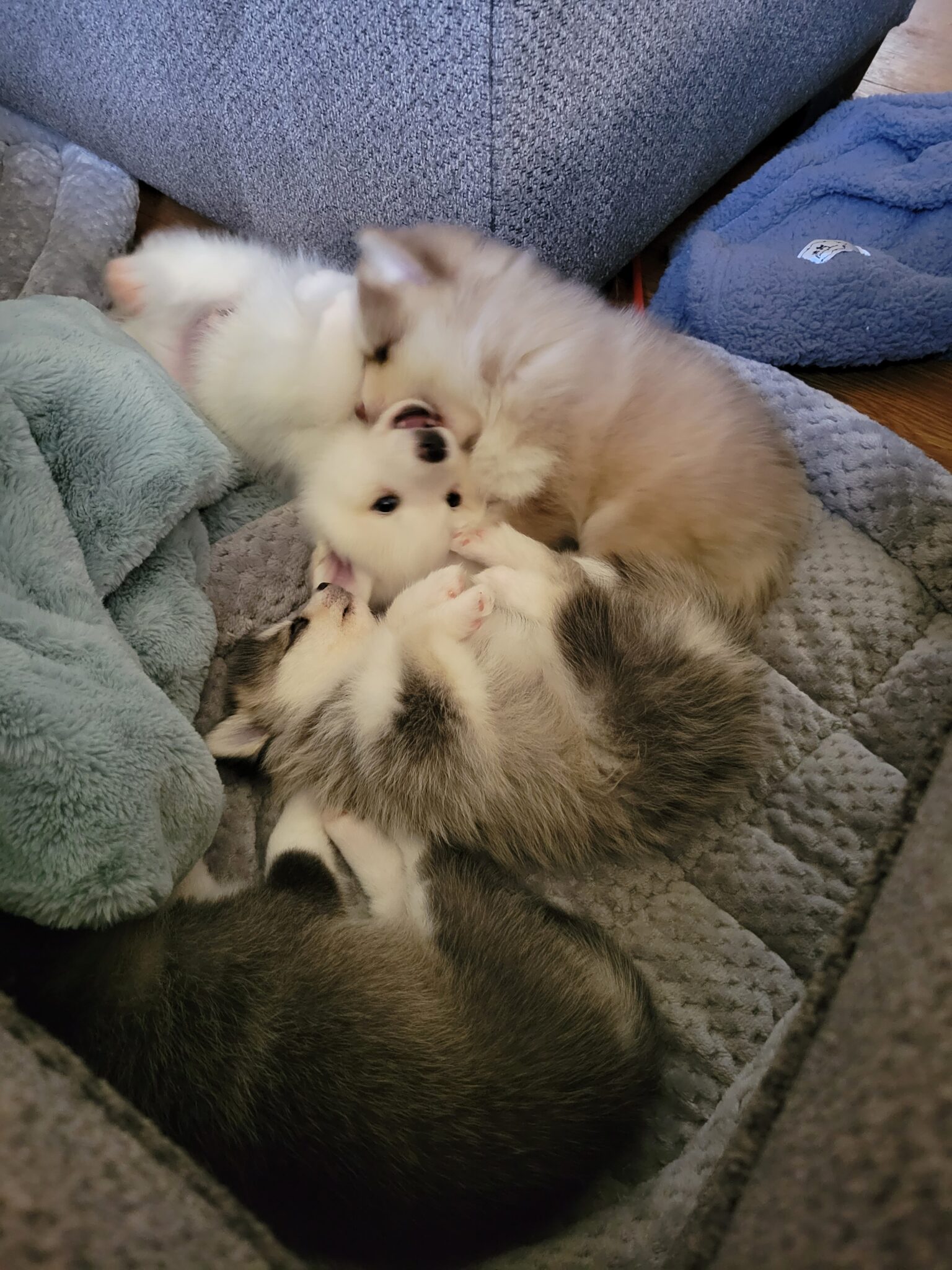 Northern Lights Arctic Spitz Pomskies - Pomsky Owners Association Member