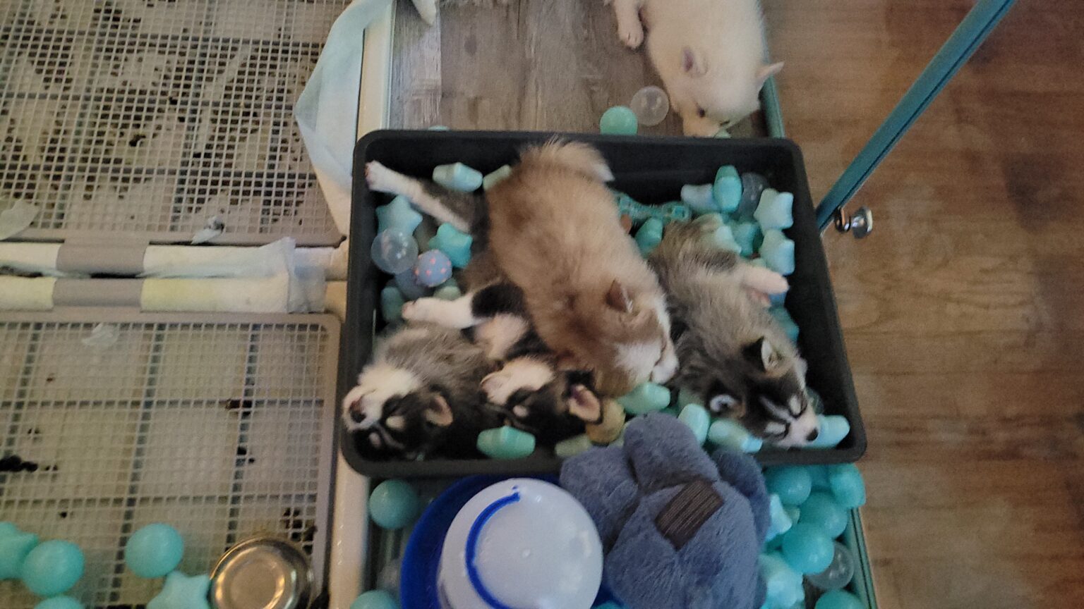 Northern Lights Arctic Spitz Pomskies - Pomsky Owners Association Member