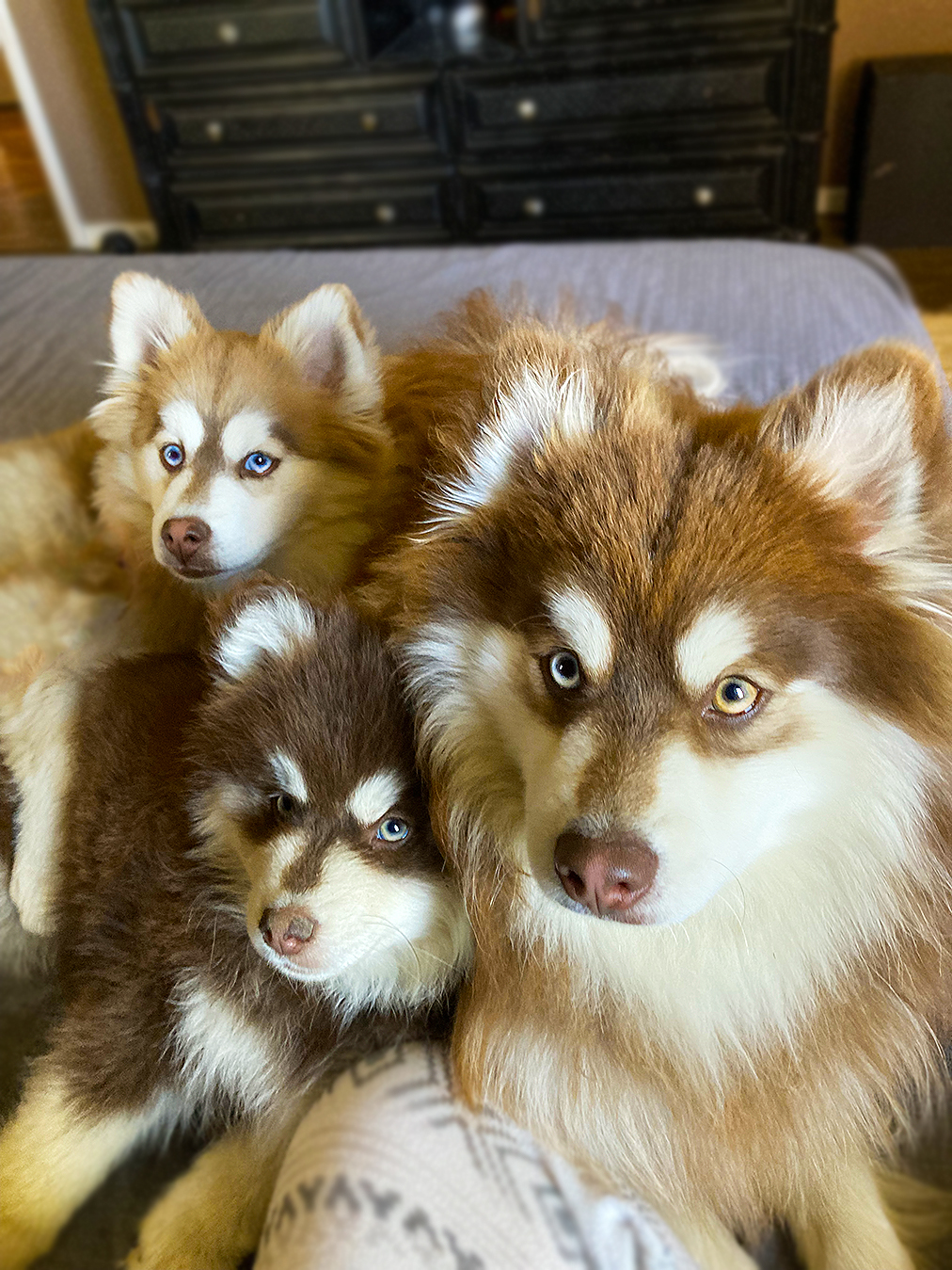 Pathfinder Pomskies - Pomsky Owners Association Member