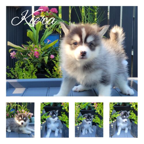 Northern Lights Arctic Spitz Pomskies - Pomsky Owners Association Member