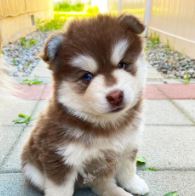 Available Pomskies from Pathfinder Pomskies - Pomsky Owners Association