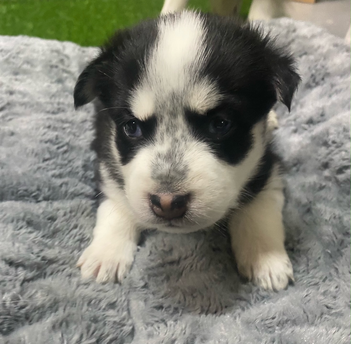 Liberty Pomskys - Pomsky Owners Association