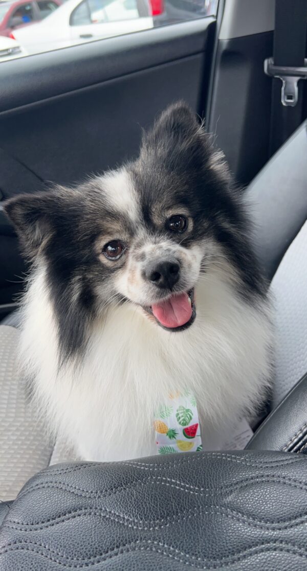 Pomsky Paradise - Pomsky Owners Association Member