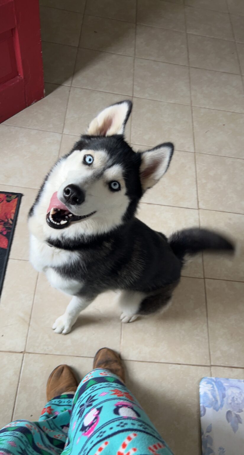 Pomsky Paradise - Pomsky Owners Association Member