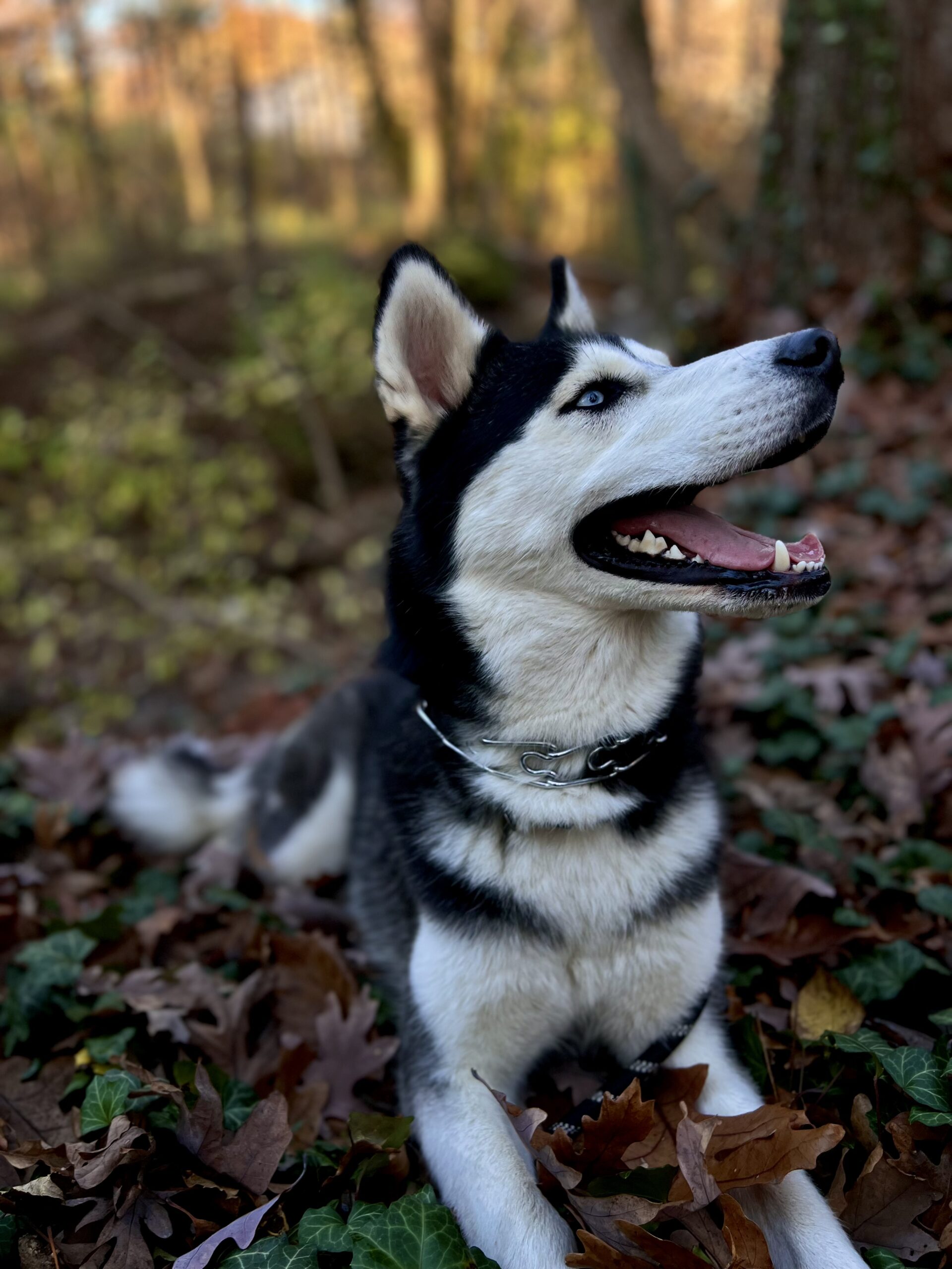 Pomsky Paradise - Pomsky Owners Association Member