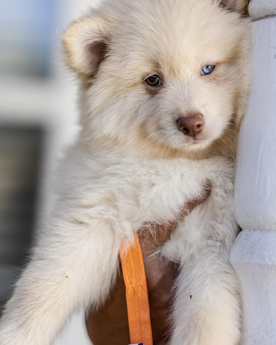 Available Pomskies from Carolina Pomskies LLC - Pomsky Owners Association