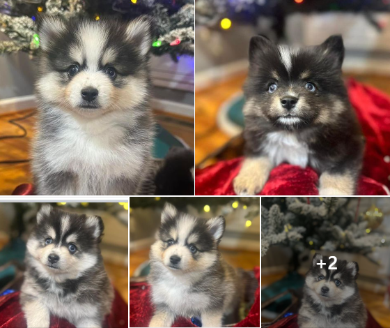Available Pomskies from Carolina Pomskies LLC - Pomsky Owners Association