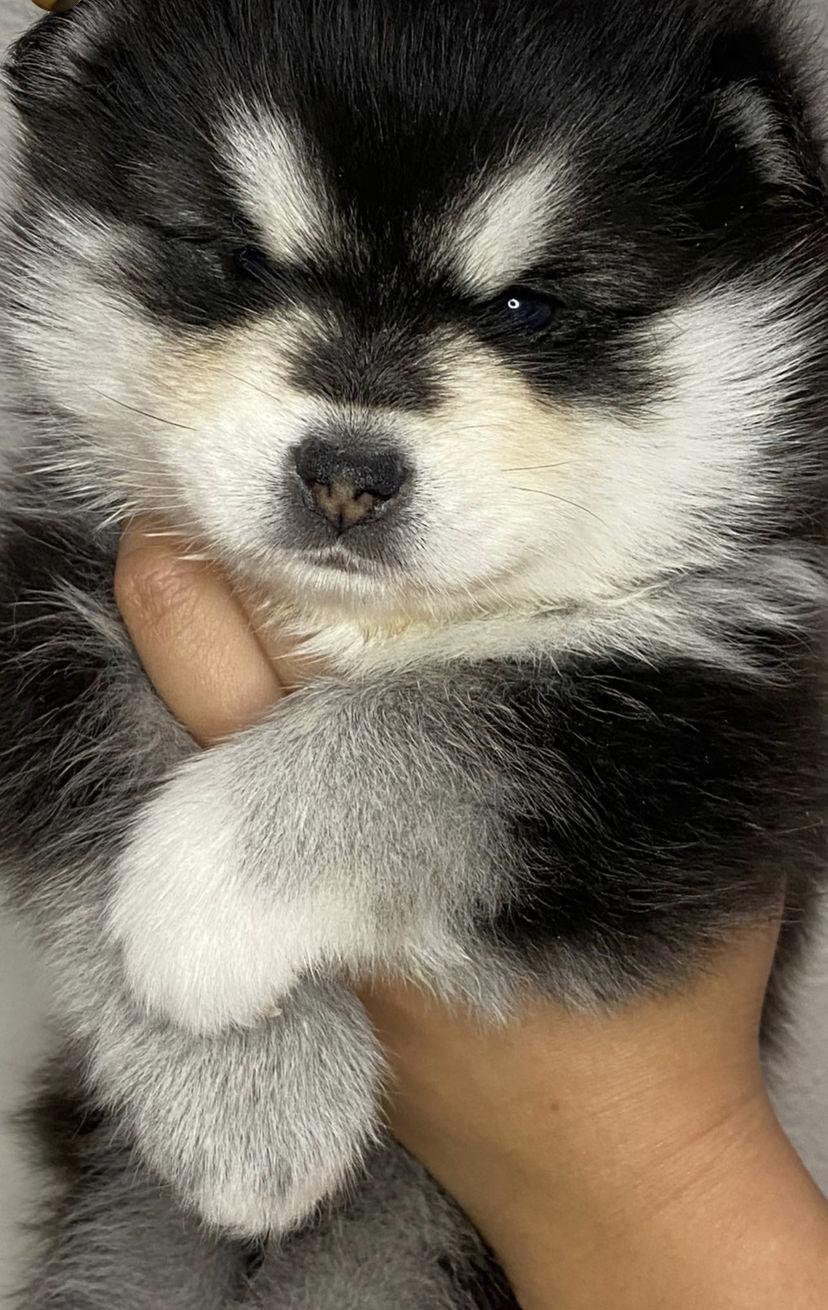 A1 Pomskies - Pomsky Owners Association Member