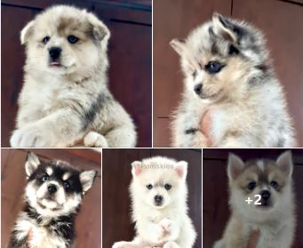 Available Pomskies from A1 Pomskies - Pomsky Owners Association