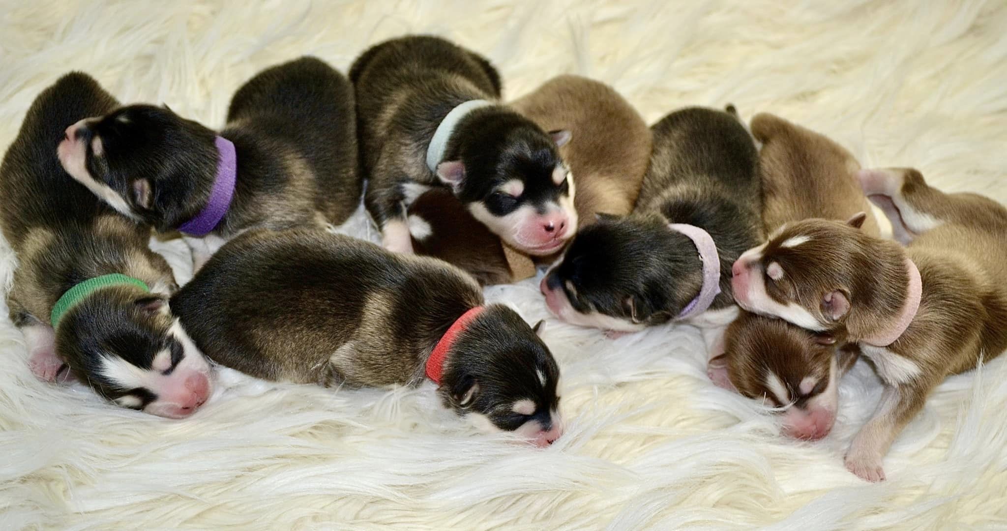 Available Pomskies from Blue Water Pomskies - Pomsky Owners Association