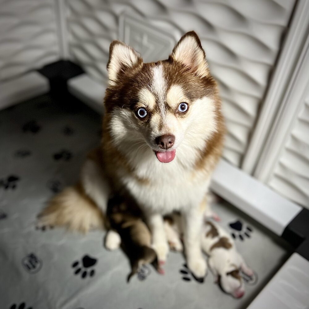 Blue Water Pomskies - Pomsky Owners Association Member