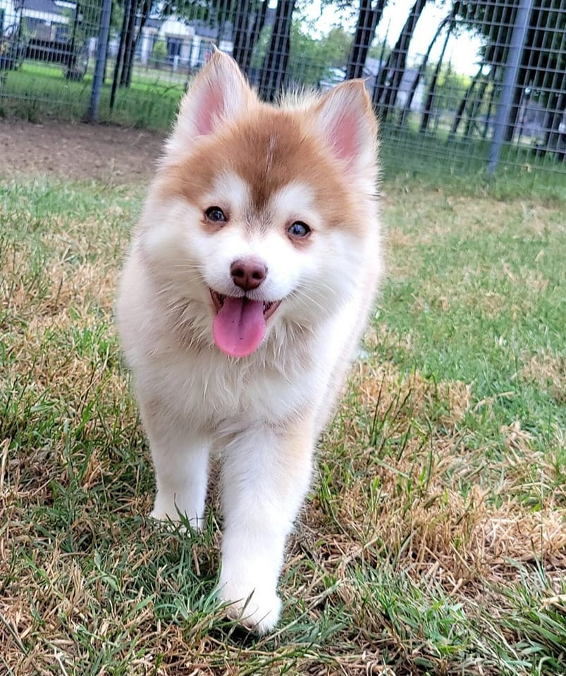Available Pomskies from Playful Pomskies - Pomsky Owners Association