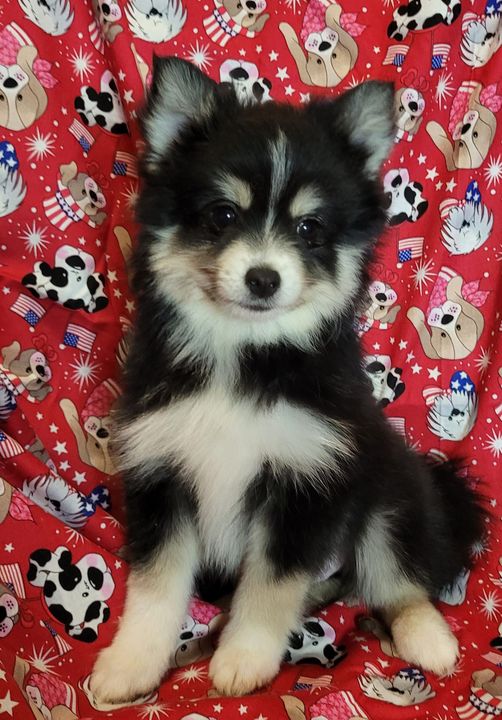 Available Pomskies from Lx2 County Line Pomskies LLC - Pomsky Owners ...