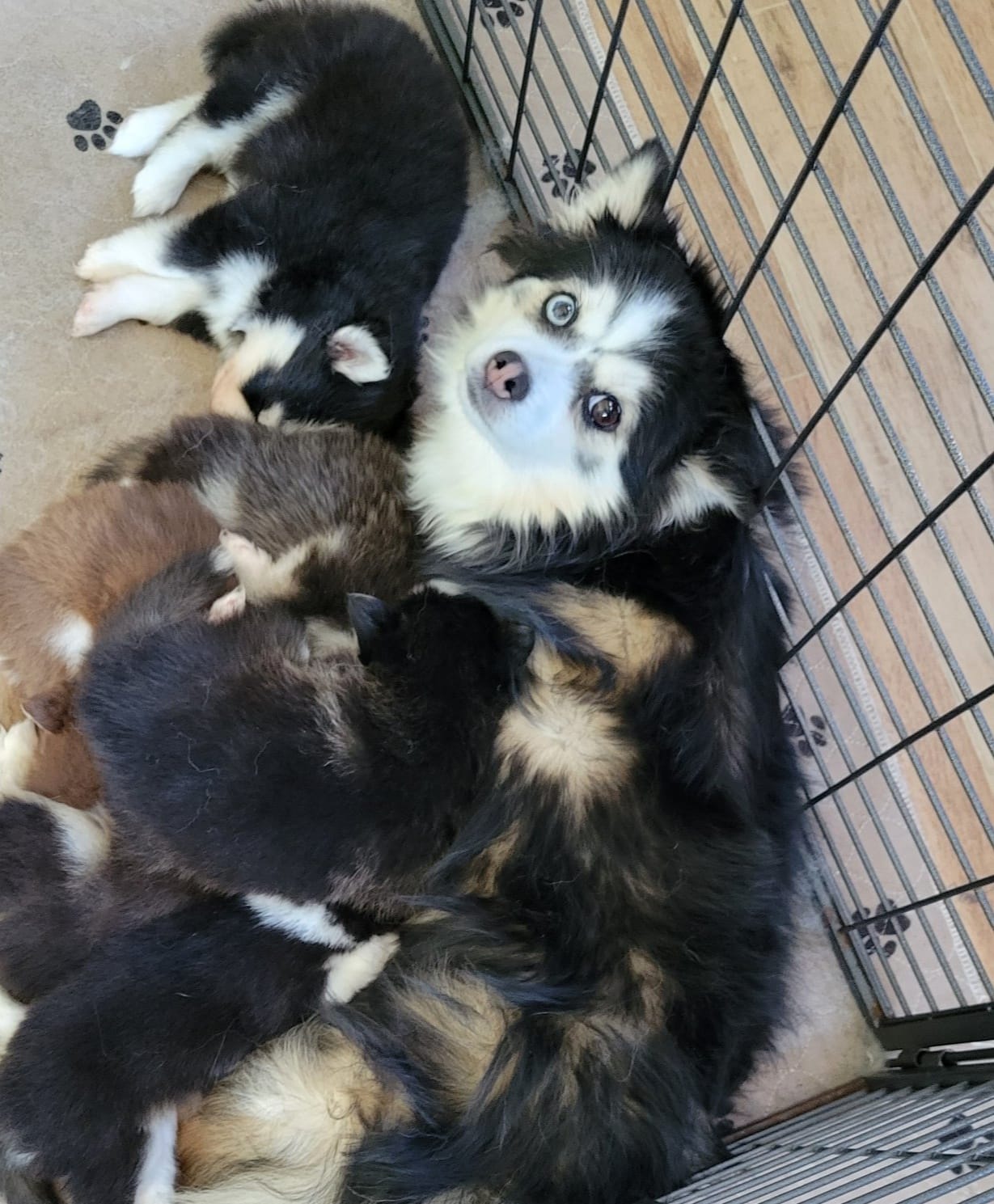 Available Pomskies from Playful Pomskies - Pomsky Owners Association