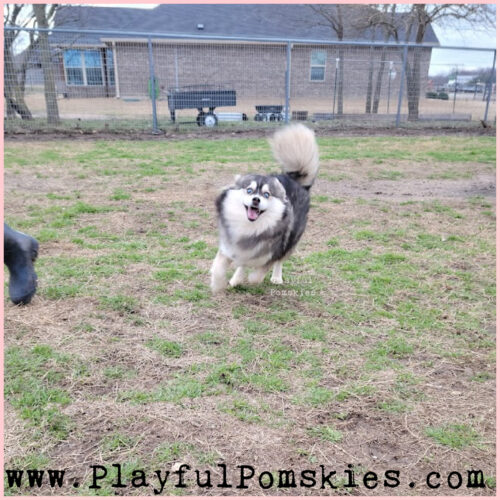 Playful Pomskies - Pomsky Owners Association Member