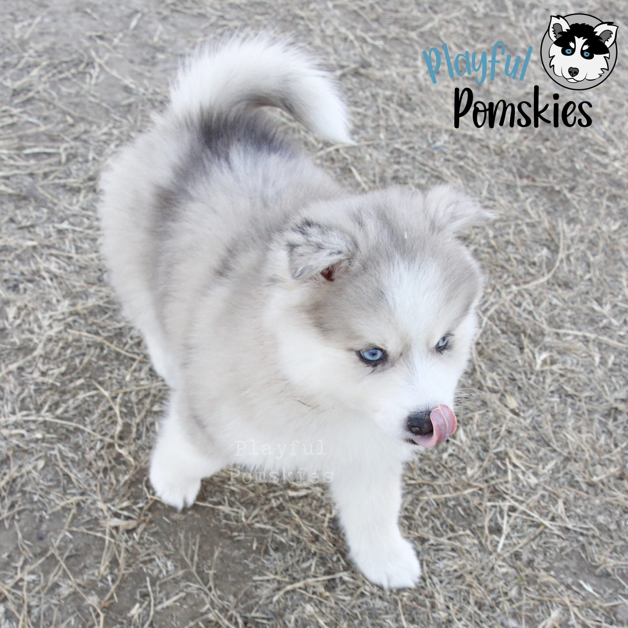 Playful Pomskies - Pomsky Owners Association Member