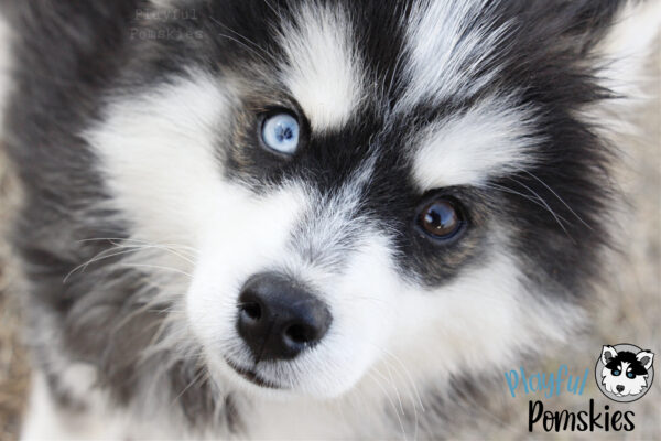 Playful Pomskies - Pomsky Owners Association Member