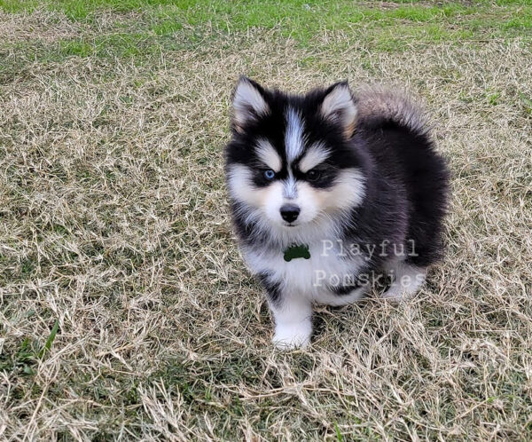 Playful Pomskies - Pomsky Owners Association Member