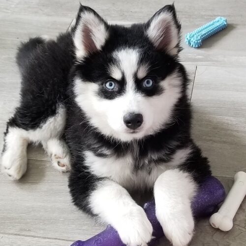 Playful Pomskies - Pomsky Owners Association Member