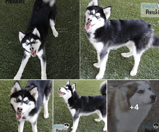 Available Pomskies from Playful Pomskies - Pomsky Owners Association