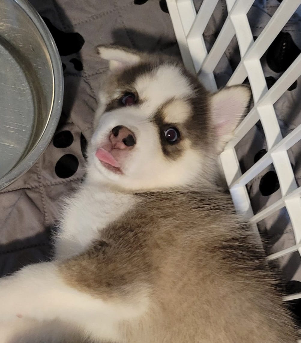 Available Pomskies from Playful Pomskies - Pomsky Owners Association