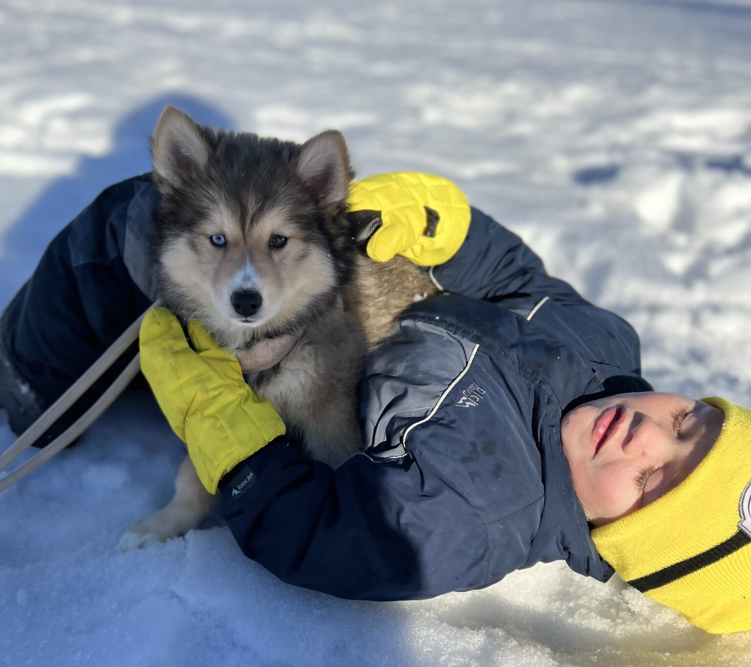 Family Pomsky LLC - Pomsky Owners Association Member