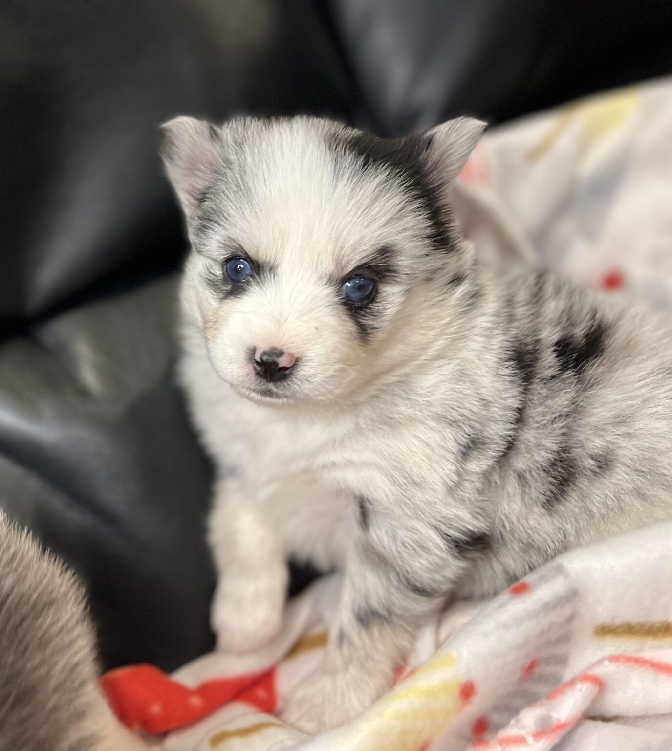 Family Pomsky LLC - Pomsky Owners Association Member