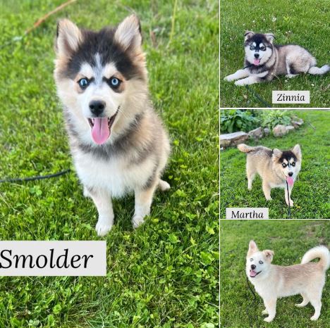 Available Pomskies from Family Pomsky LLC - Pomsky Owners Association