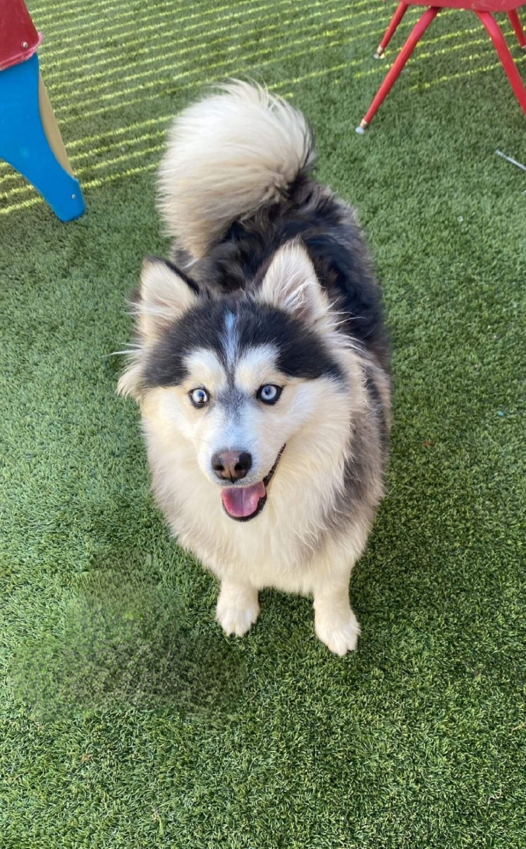 Way Too Cute Pomskies - Pomsky Owners Association Member