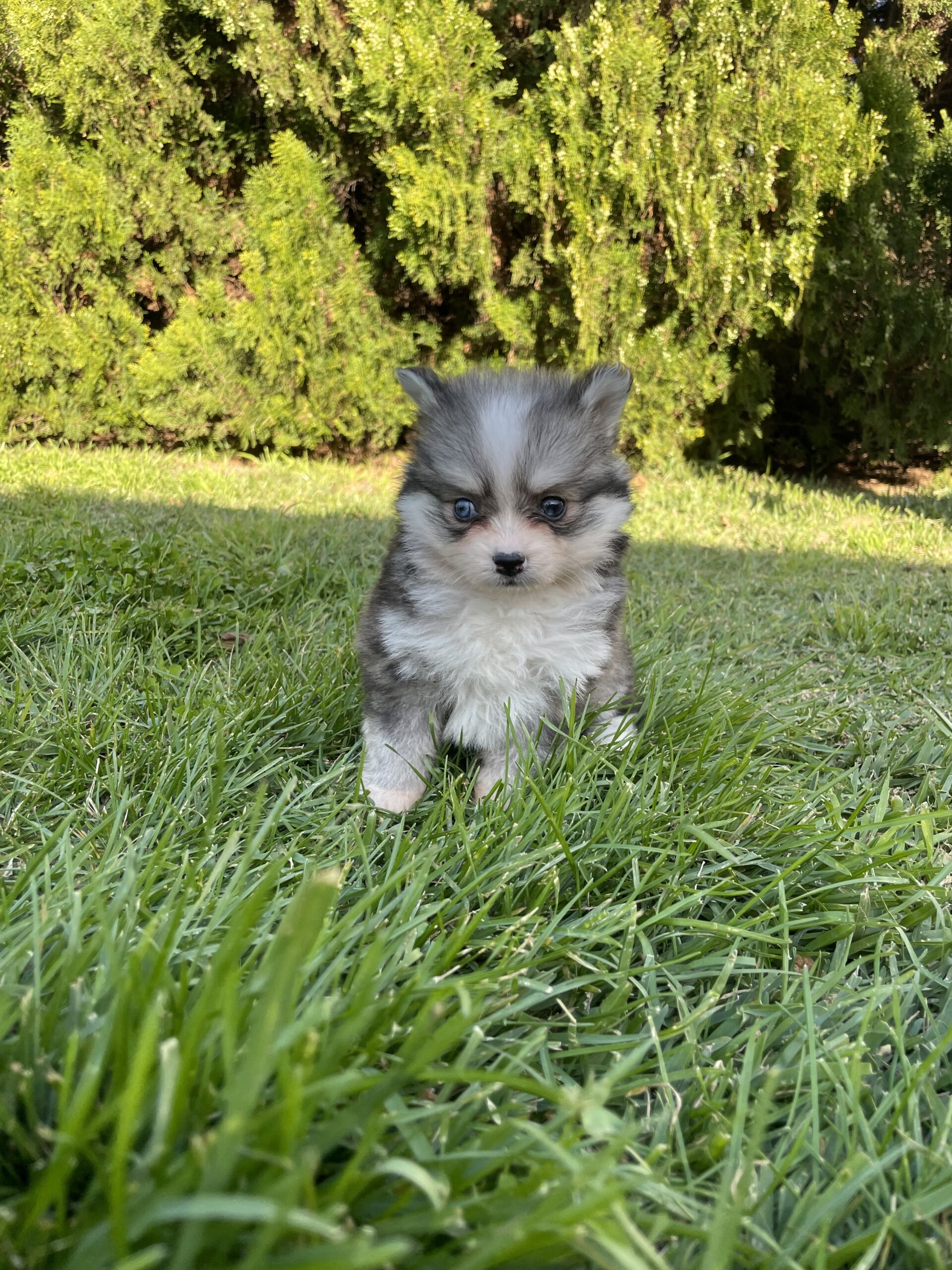 Red Cedar Pomskies - Pomsky Owners Association Member