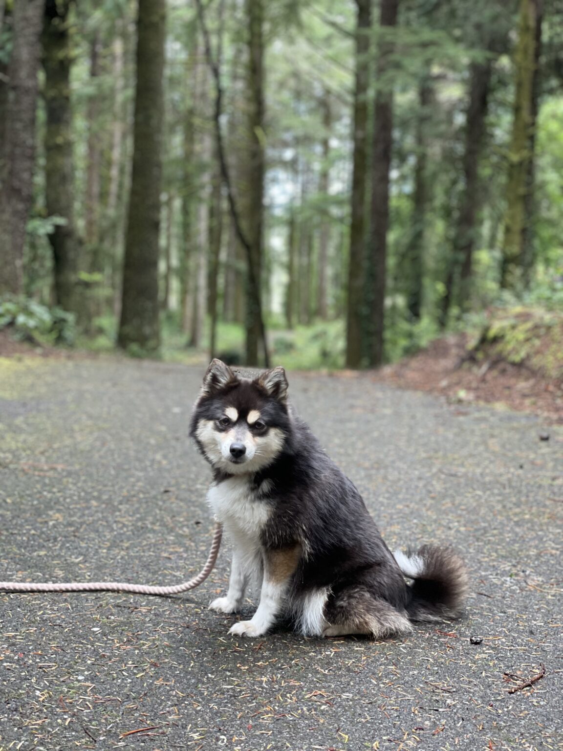 Red Cedar Pomskies - Pomsky Owners Association Member