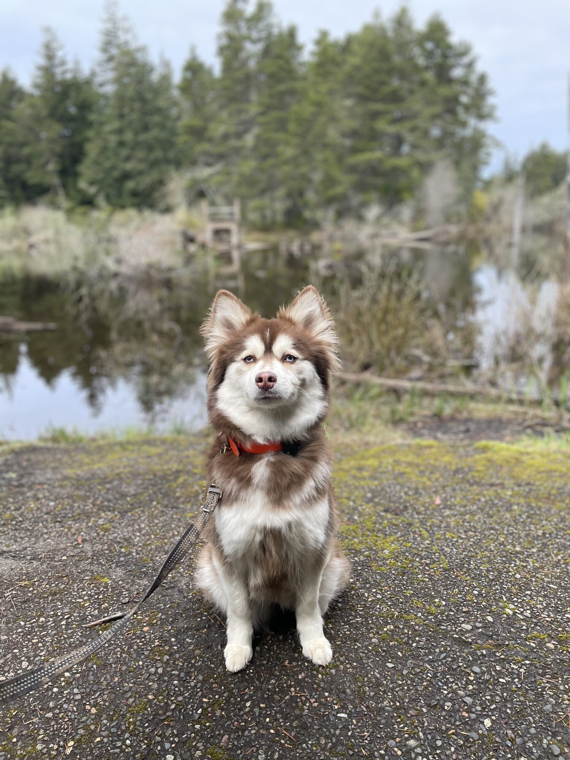 Red Cedar Pomskies - Pomsky Owners Association Member
