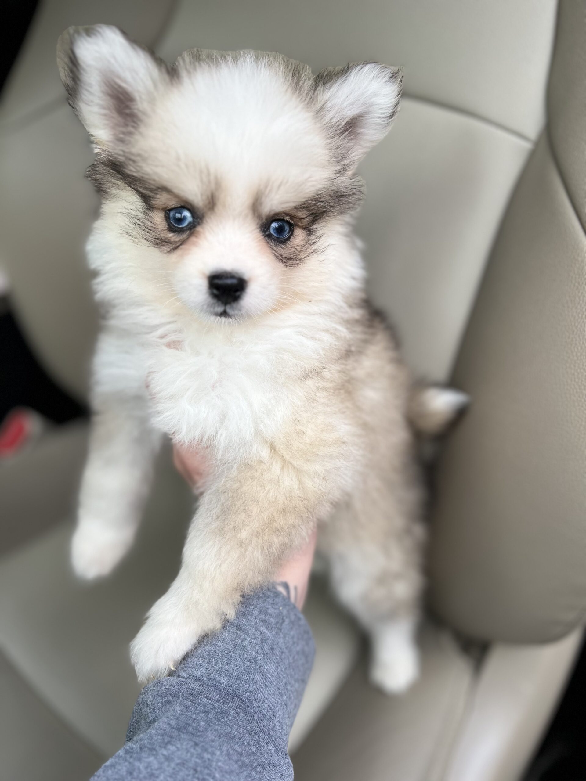 Red Cedar Pomskies - Pomsky Owners Association Member