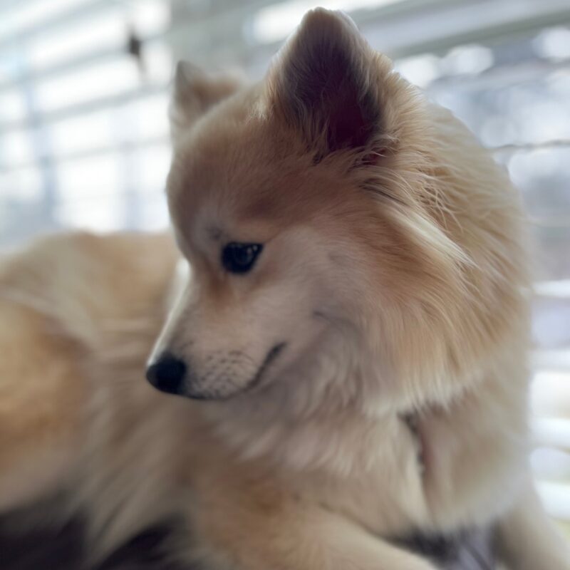 Sugar Maple Pomskies - Pomsky Owners Association Member