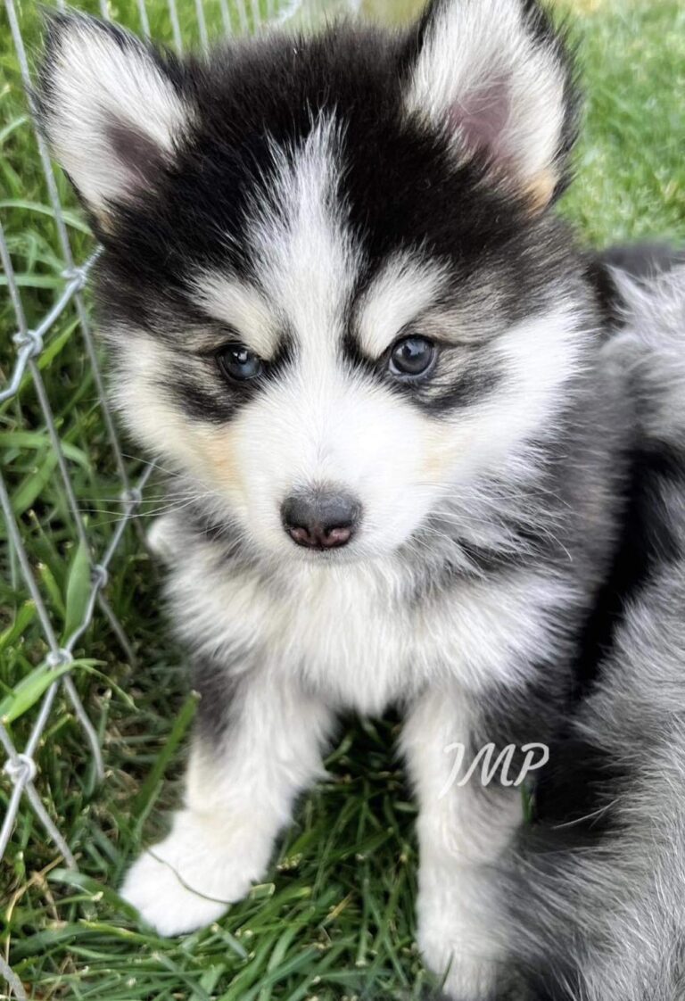 Sugar Maple Pomskies - Pomsky Owners Association Member