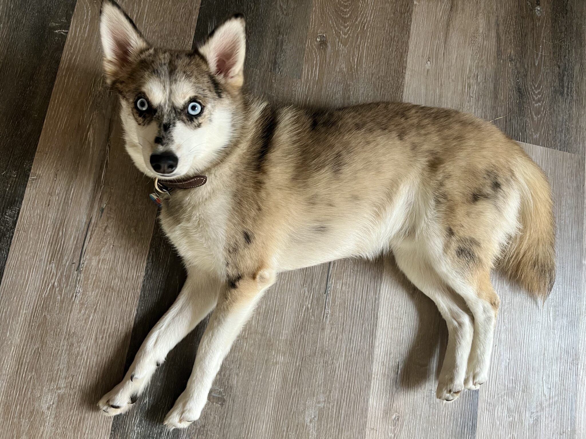 Emerald View Pomskies - Pomsky Owners Association