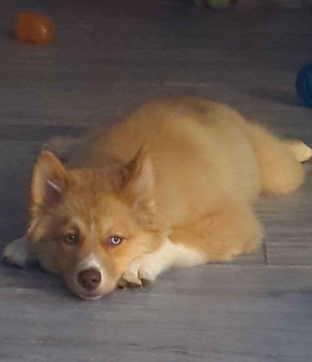 Arctic Cream Fluff Pomsky - Pomsky Owners Association