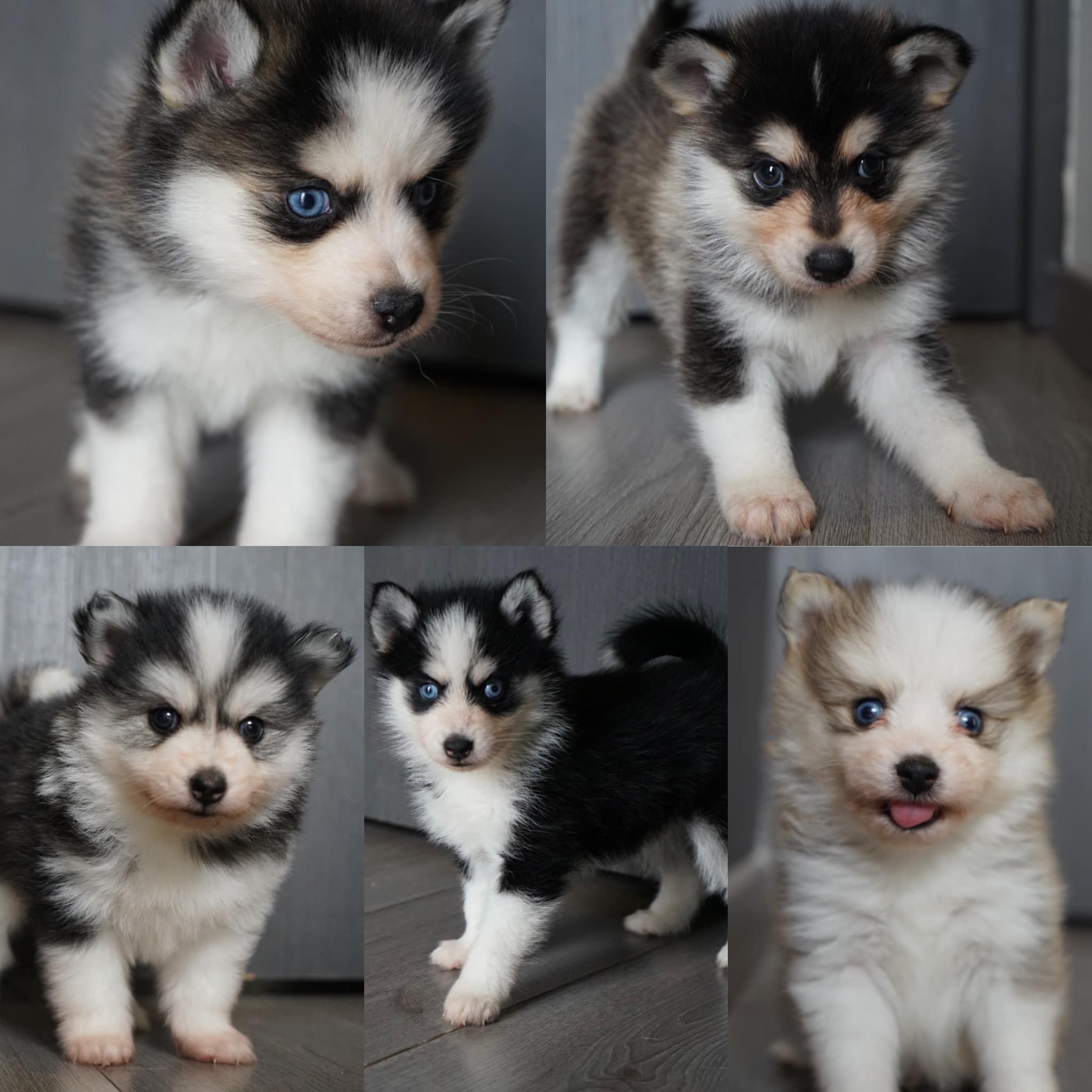 Available Pomskies from Calimex Pomskies - Pomsky Owners Association
