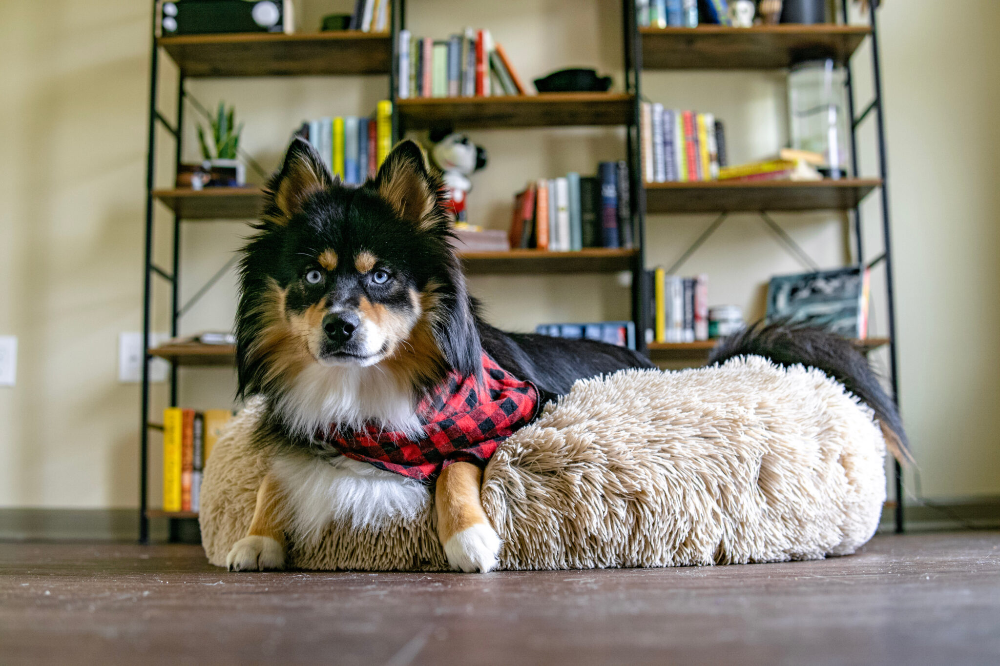 How to Support Your Aging Pomsky's Health and Well-Being - Pomsky ...